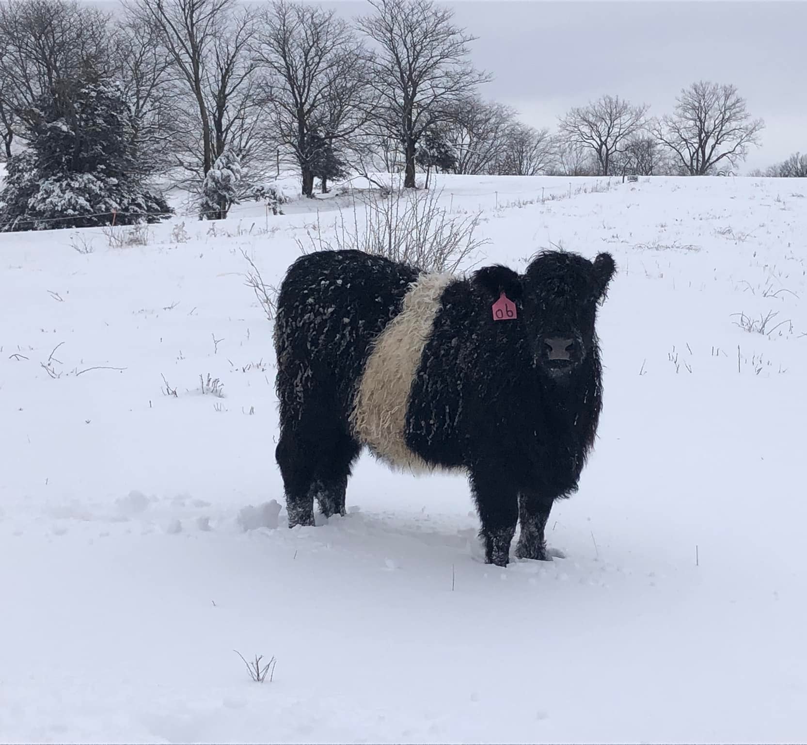 Winter Oreo Blanket – CuddleCowCompany